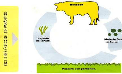 PeCuArIa SiN fRoNtErAs: GUSANOS NEMATODOS GASTROINTESTINALES