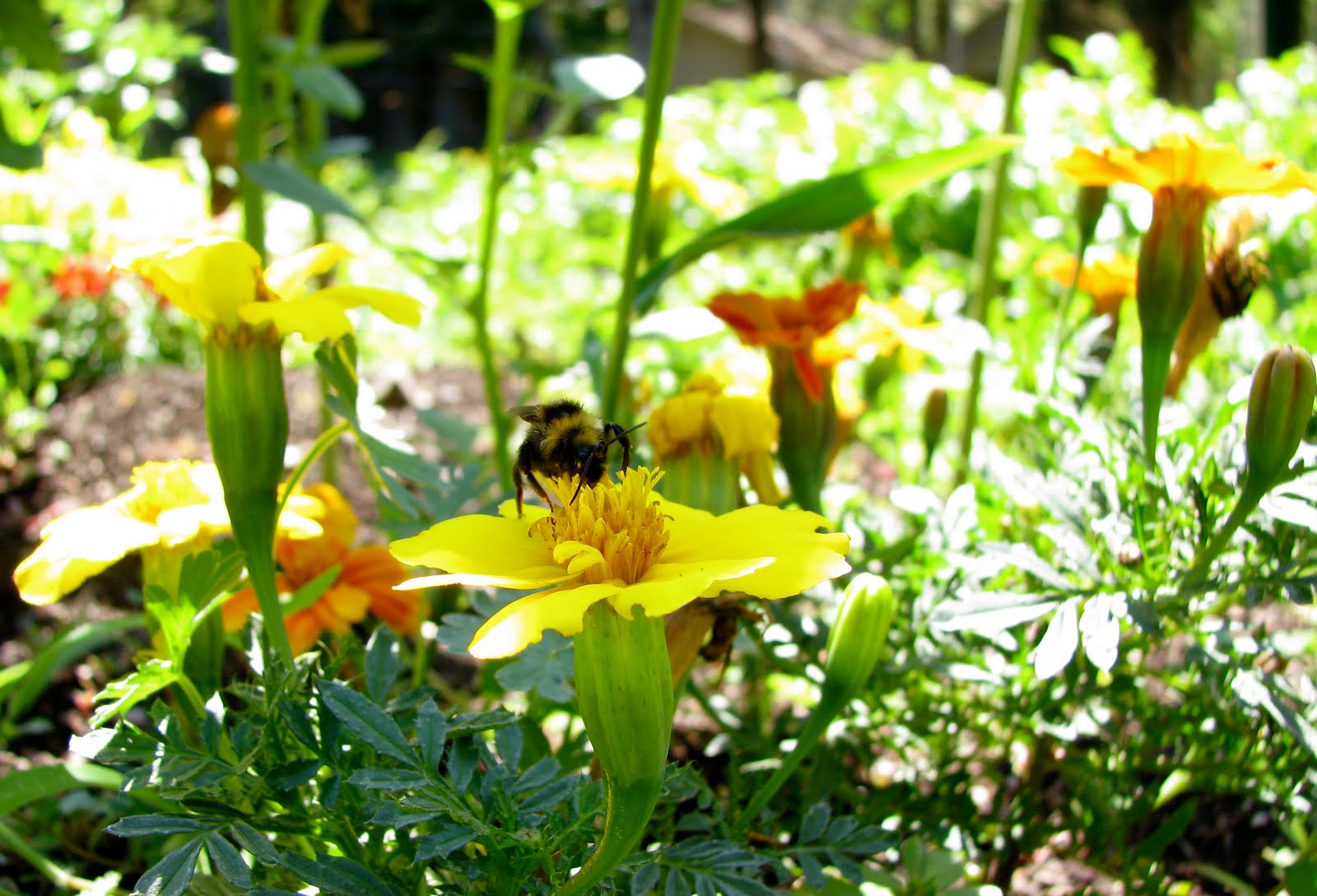 Buckhorn Springs: Buckhorn Bees, Birds and Chicks!