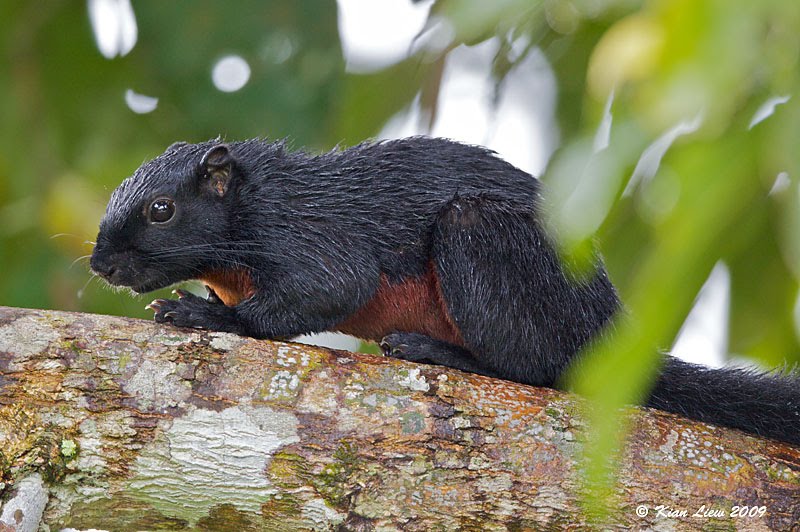 ITU LA PASAL: Unique and Rare Animals in Malaysia