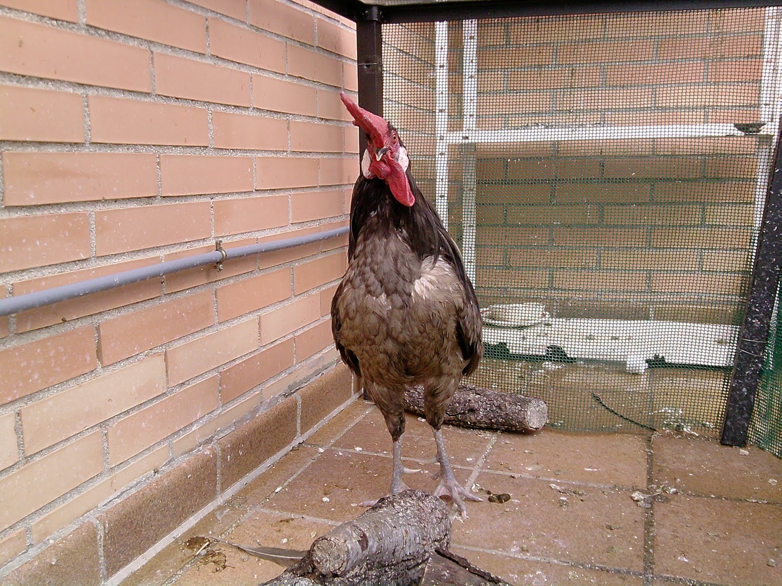 El Corral de Xaina: Mis Gallinas