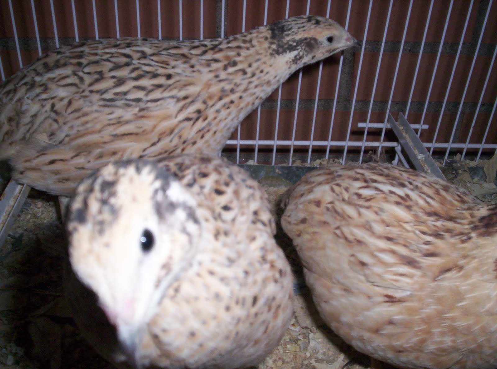 El Corral de Xaina: Las Codornices