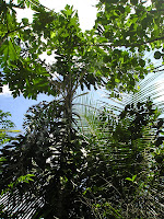 Isaac Alva: Shica shica