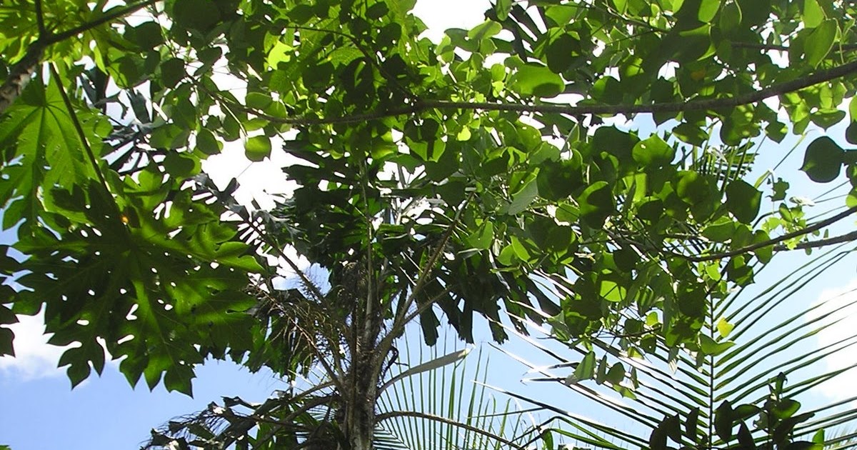 Isaac Alva: Shica shica