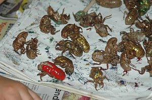 Upon A Hill: Cicada Shell Craft