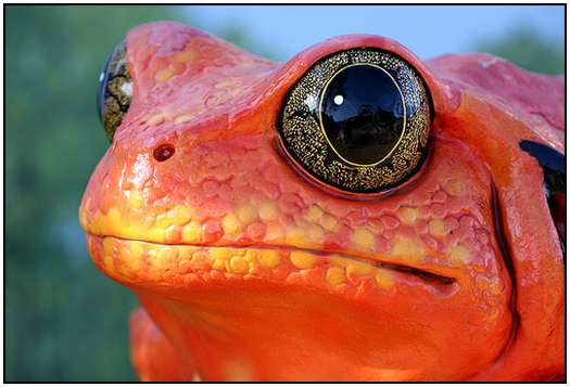 Foto Kodok - kodok yang luar biasa dan ngemesin | BOMBA DOT COM