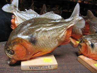 animales criollos: CARIBE