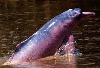 animales criollos