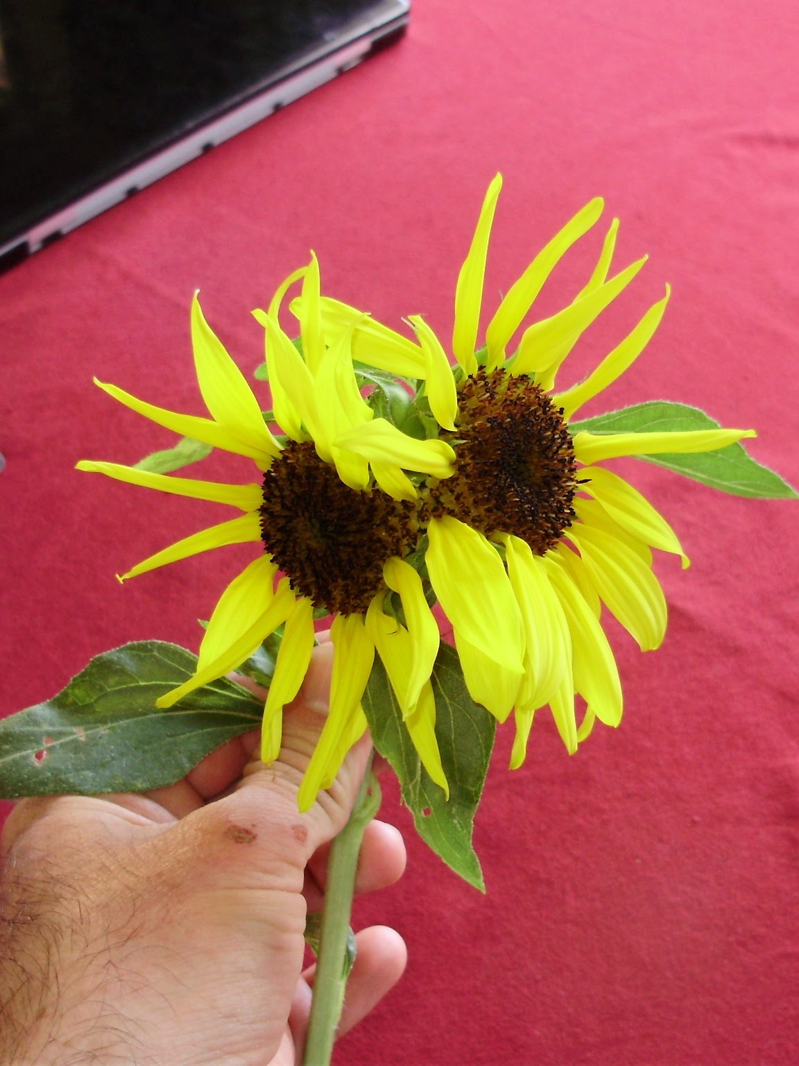 Greening Our Life: Van Gogh Vision: Sunflower Summer