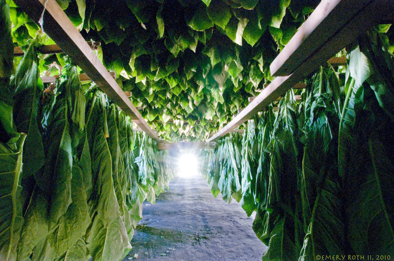 Today's Photo: Tobacco Curing