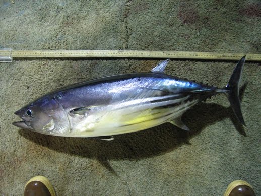 Star-Gazy Pie: Behold the Power of Tuna: RECOGNIZE