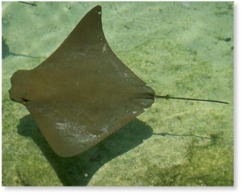 Star-Gazy Pie: BATOIDS: Curiously Strong Fish