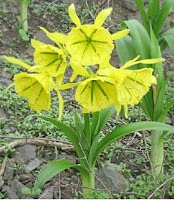 Lima Histórica: LA FIESTA DE AMANCAES