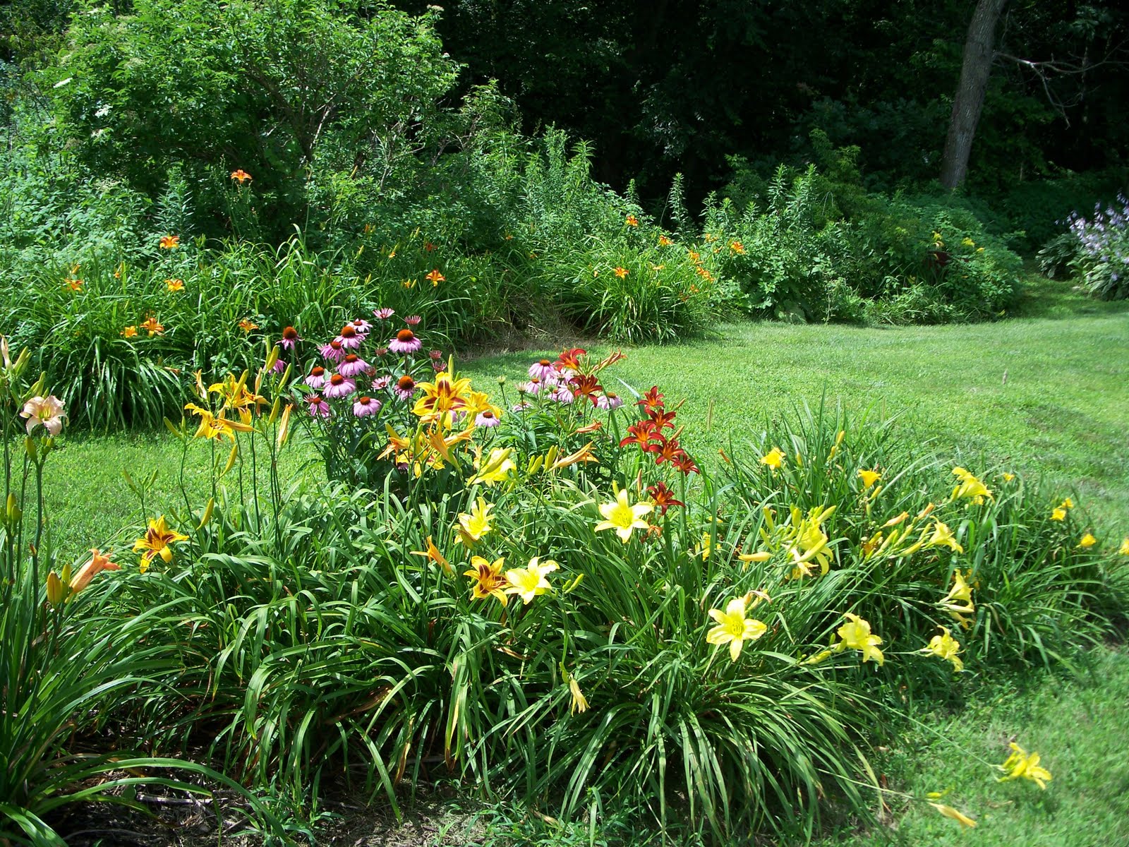 Living it up in the Midwest - The Garden Spot: Miscellaneous Daily Lilies
