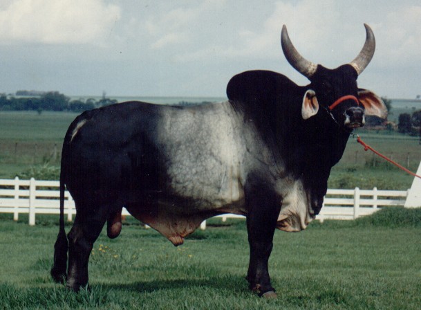 DEISY JOHANA BONILLA MARTINEZ: GANADO GUZERA