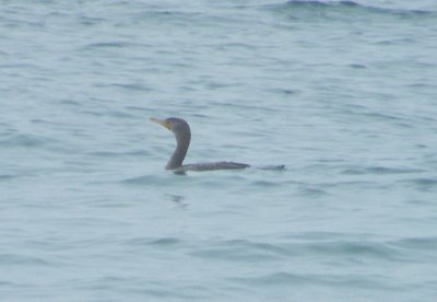 Windborne in Puget Sound: Witch Birds (Which Birds?)