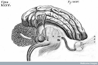 Anamnes: Tallkottkörtel i parentes