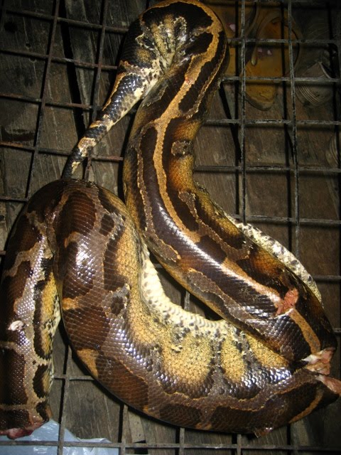 PAK ONYAL™: Exotic Food 2.Sawa Ripong(Python)