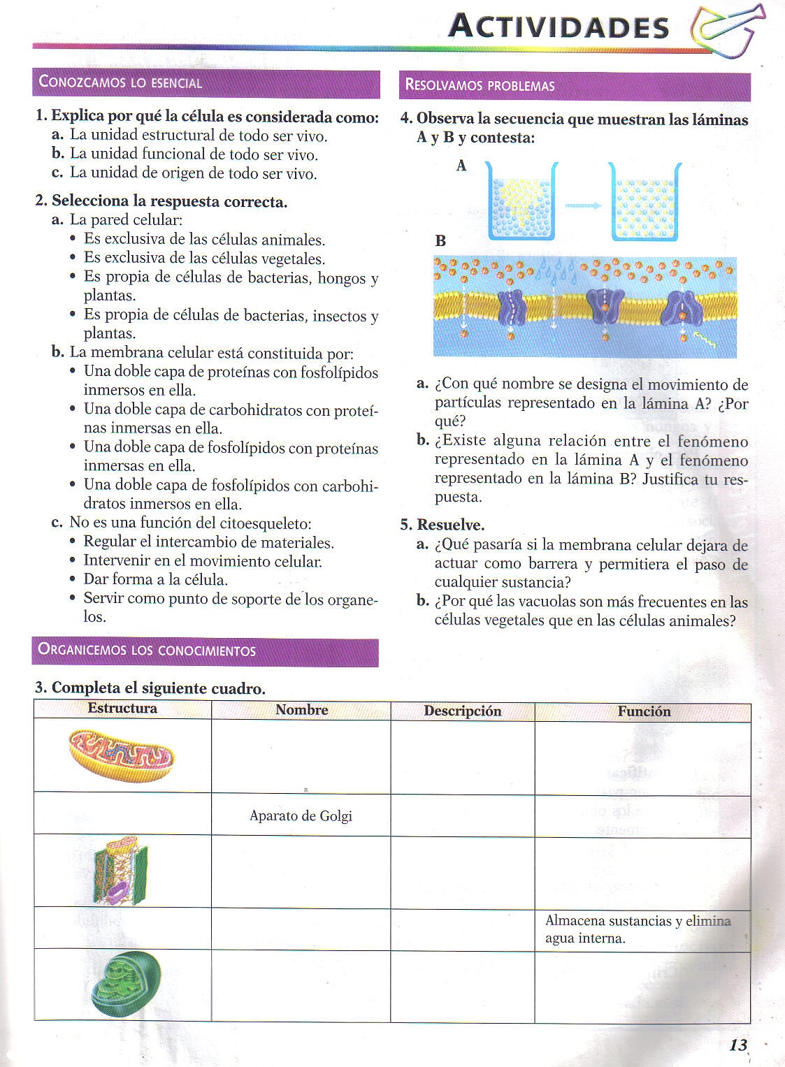 GRADO SEPTIMO: ACTIVIDAD DE LA CELULA