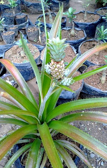 Solitude Rising: Cute little Pineapple