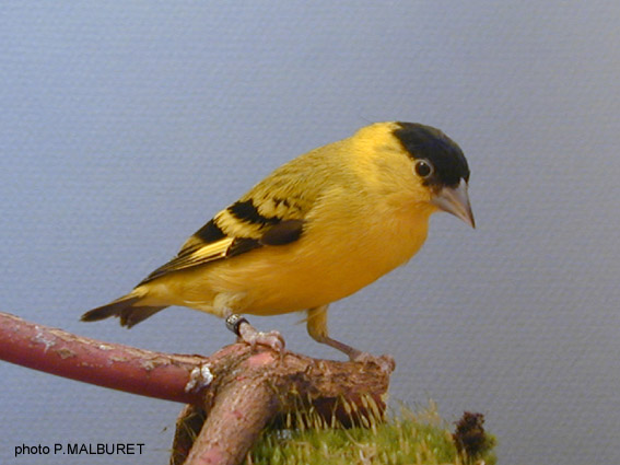 Pintassilgo, Tarin américain, Amerikaanse sijzen, Amerikanische zeisige ...