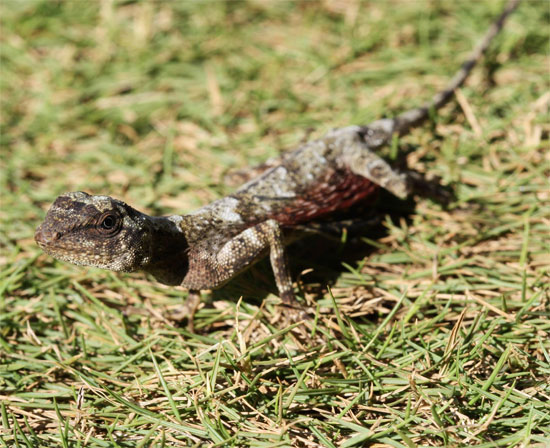 Great Buton: KADAL TERBANG