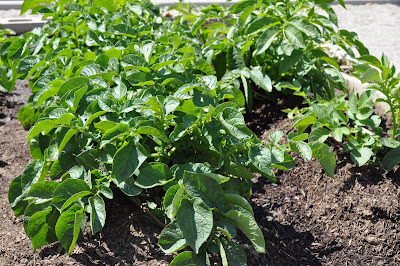 Maybelline's Garden: Potato Mounding