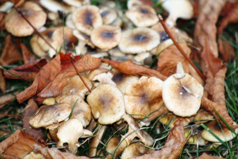 COOKING WITH ANISOARA: In rai se pot gasi ciuperci (2)