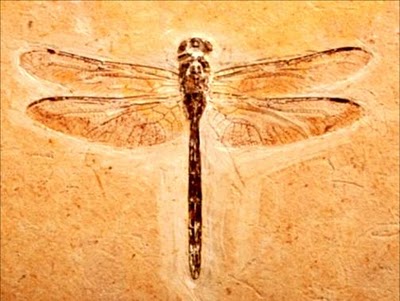 Libelular: Evolução