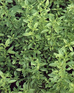 Santo Amador: Poejo _ Contributo do José Fachadas