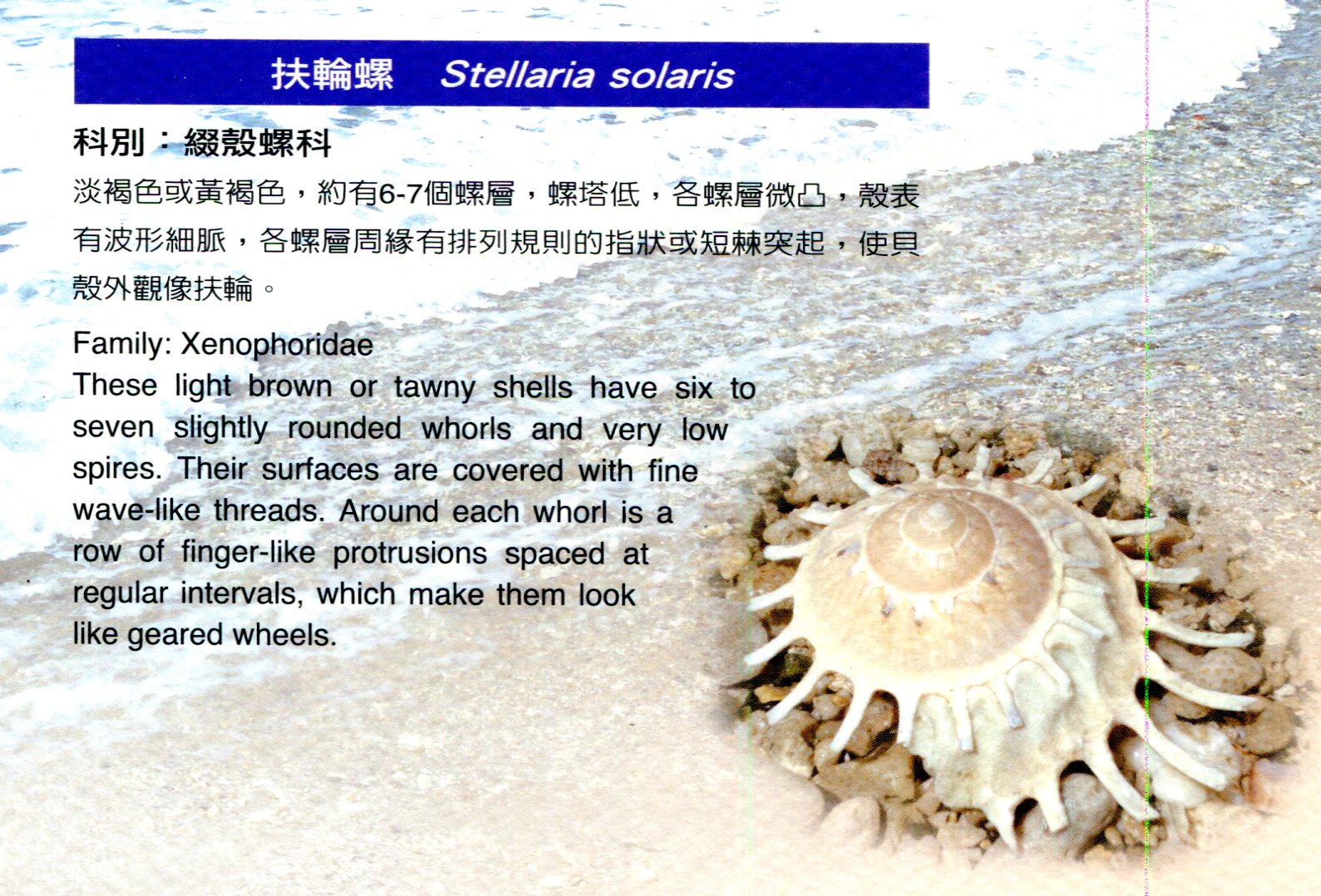 collect ROC: Taiwan /ROC Maxima Cards: 2010-10-4 Issued Seashell ...