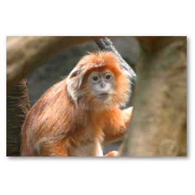 Erin DuFrane Art: Juvenile Friday - The Orange Monkey