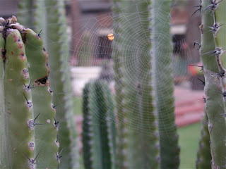 A Cactus a Day: Spider web