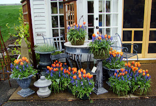 Dutchbaby: White Flower Farm