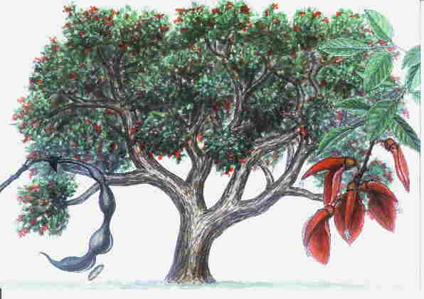 22 de Noviembre -Día de la Flor Nacional "EL CEIBO"