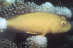 Marine World: Yellow Hawkfish