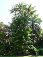 Nibung (Oncosperma tigillarium) | Flora Identitas provinsi Riau ...