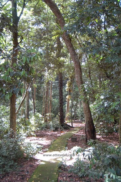 JENIS HUTAN DI INDONESIA | Attayaya Blog