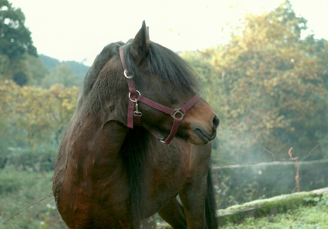 Garranos Casa-Meães: Equinos de Raça Garrana