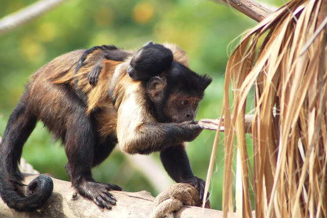 Fotos Francisco Gonzalez: NACIMIENTO DE UNA CRIA DE MONO CAPUCHINO
