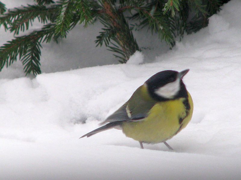 MUHEDIKU MAAILM: OH, KUUSEPUU...