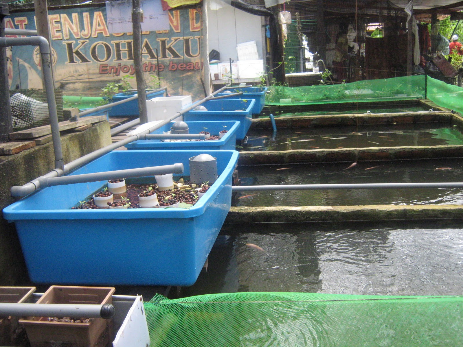 TERBELIAK AQUAPONIC , HIDROPONIC DAN URBAN GARDEN.: PELBAGAI PENAPIS