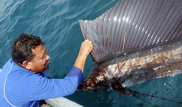 RAINBOW RUNNERS SWIM: Sailfish Destination - Malaysia