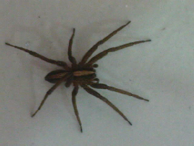 TriciaBarbie's Creatures World: Black Spider