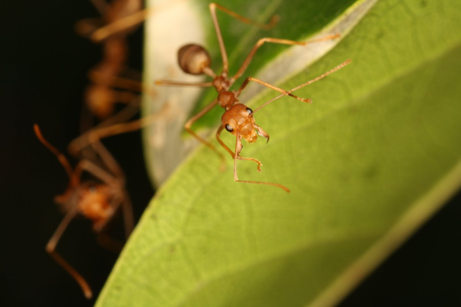 TriciaBarbie's Creatures World: Big Red Ants in Clearwater Sanctuary