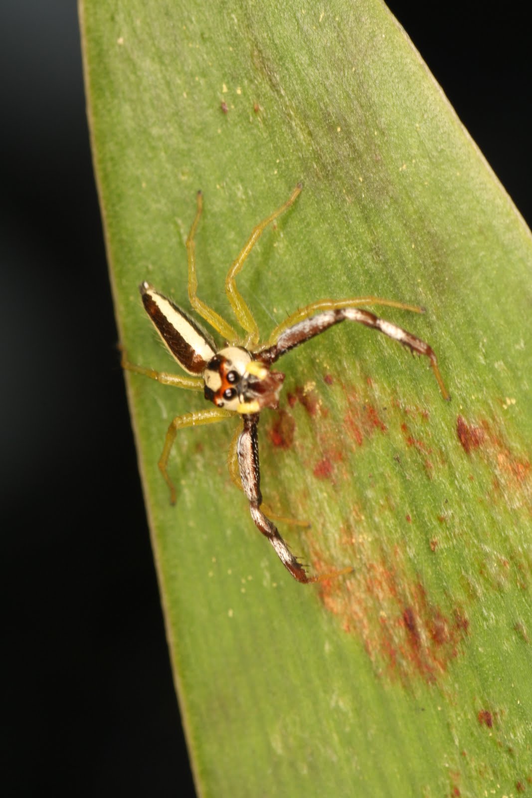 TriciaBarbie's Creatures World: Panda Eye Spider in Clearwater Sanctuary