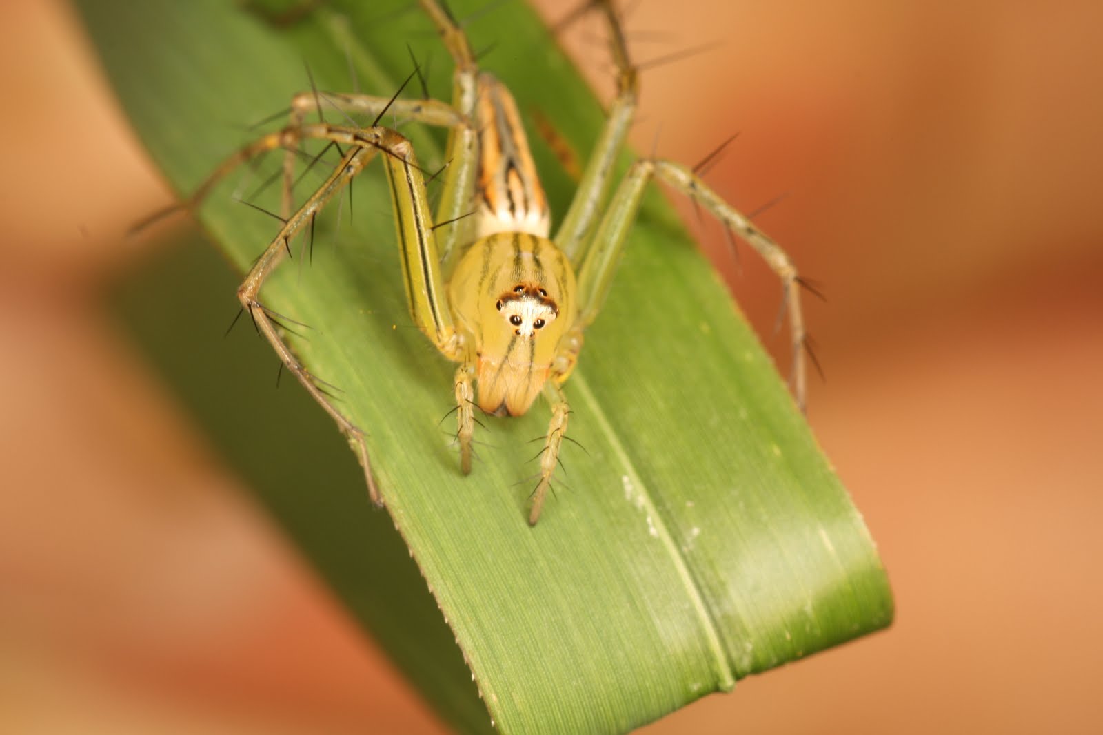 TriciaBarbie's Creatures World: Panda Head Spider in Clearwater Sanctuary