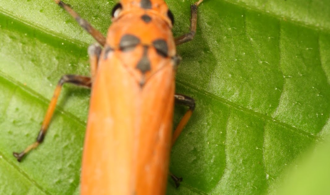 TriciaBarbie's Creatures World: Orange Insect in Clearwater Sanctuary