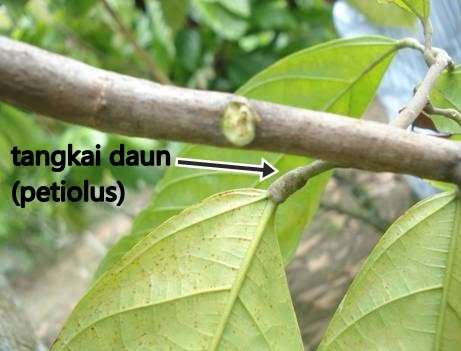 Biologi menjadi sebab kita bisa selalu bertafakkur. . .: Bagian-bagian Daun