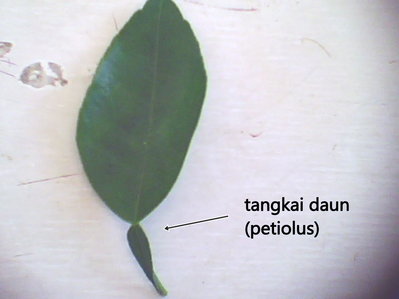 Biologi menjadi sebab kita bisa selalu bertafakkur. . .: Bagian-bagian Daun