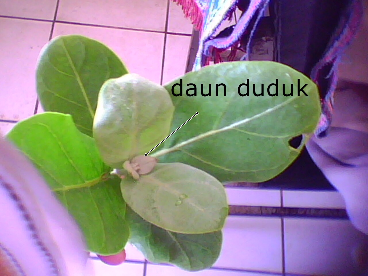 Biologi menjadi sebab kita bisa selalu bertafakkur. . .: Daun (Folium)